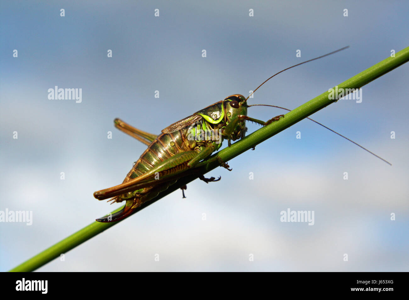 grasshopper water drop waterdrop water raindrop grasses meadows ...