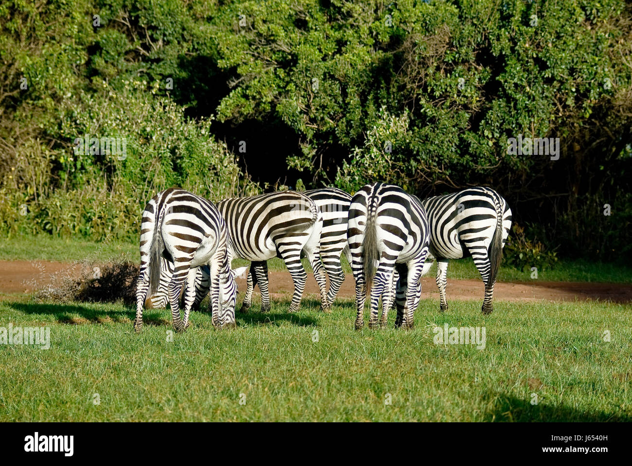 zebra crater safari zebras tanzania vulcan volcano green animals black ...
