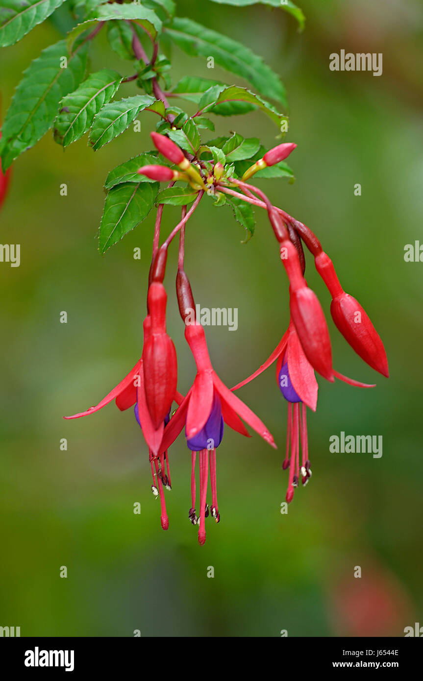 chile flower plant bloom blossom flourish flourishing summer summerly ...