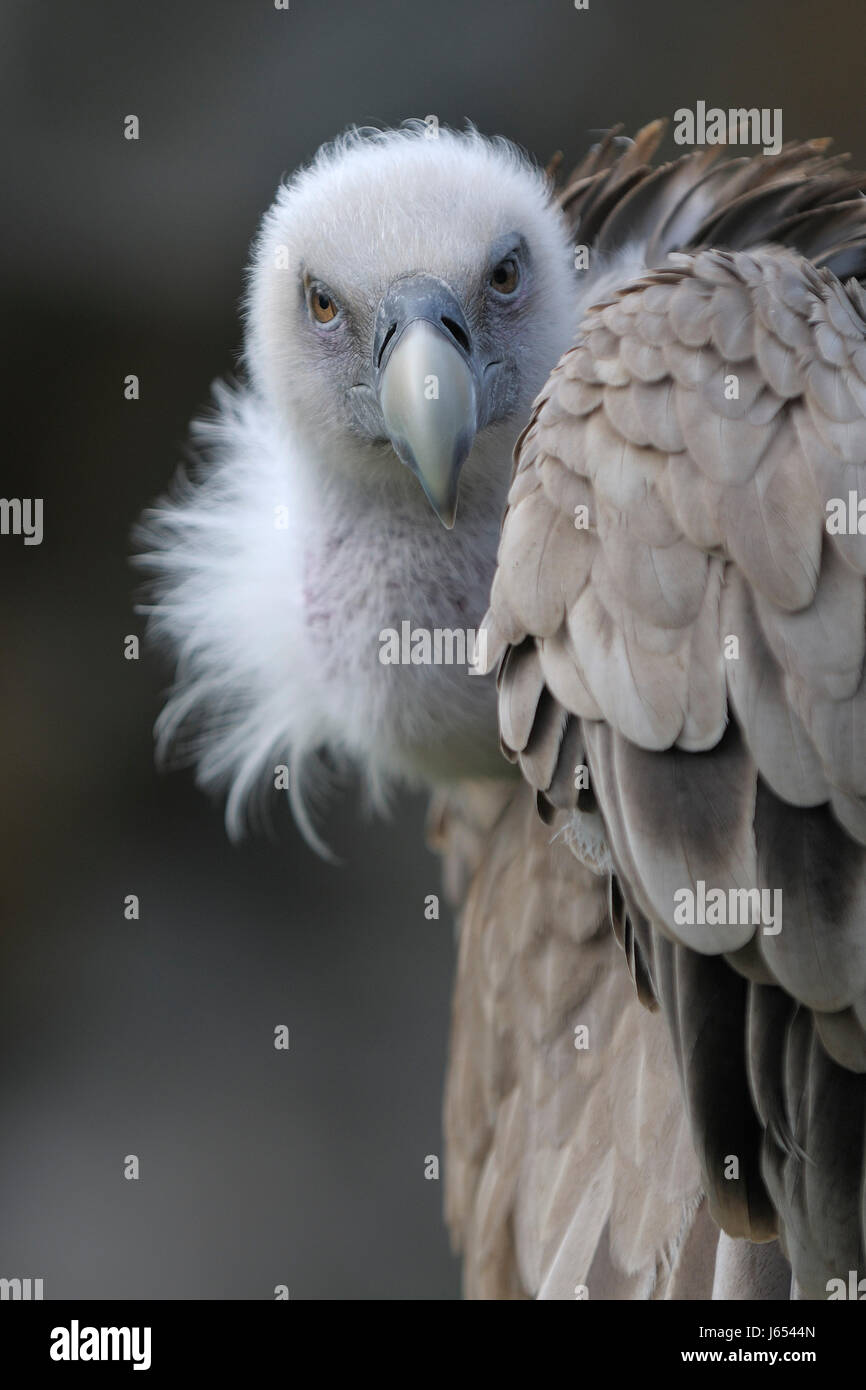 bird national park portrait birds beak vulture scavenger beaks carrion ...