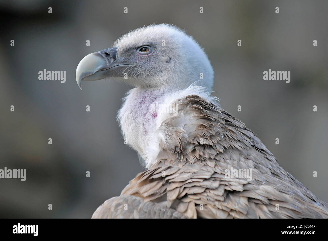 bird national park portrait birds beak vulture scavenger beaks carrion ...