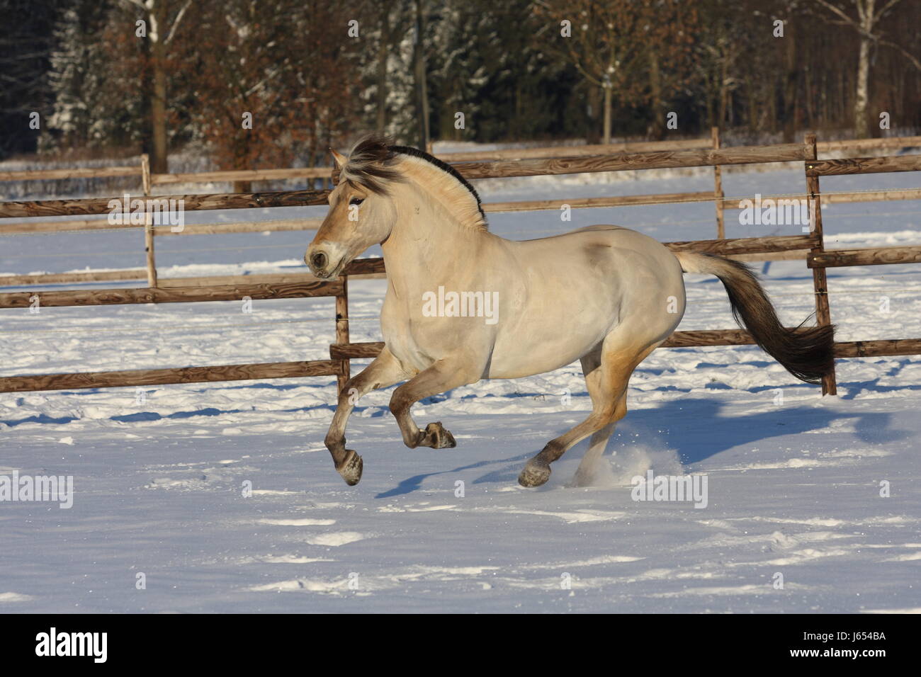 horse winter wild gallop stallion norwegian snow willow game tournament ...