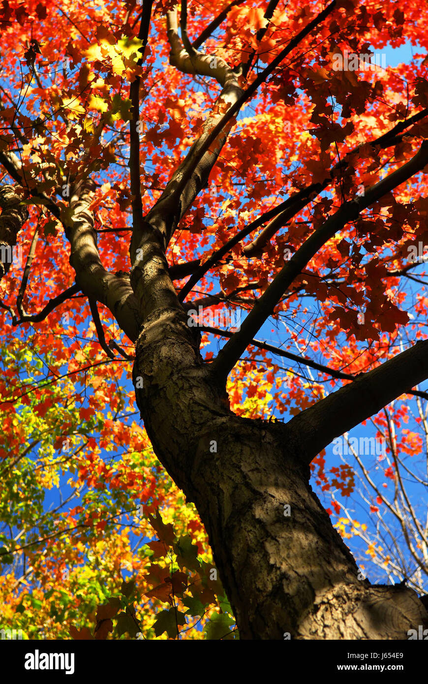 tree trees leaves woods forest foliage fall autumn blue reach beautiful ...