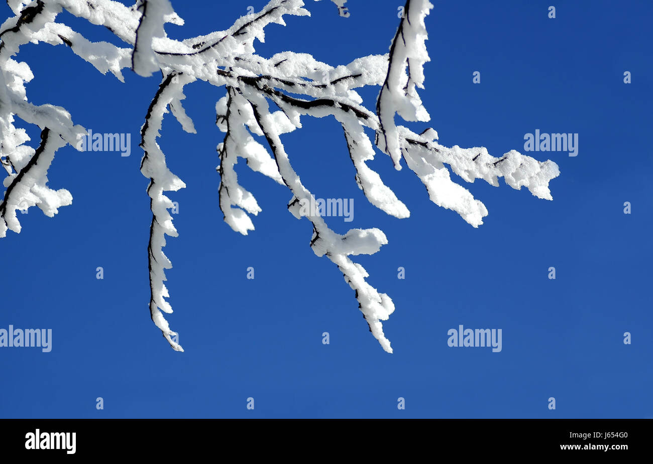 winter frozen blue tree trees park winter wood slovakia snow coke ...