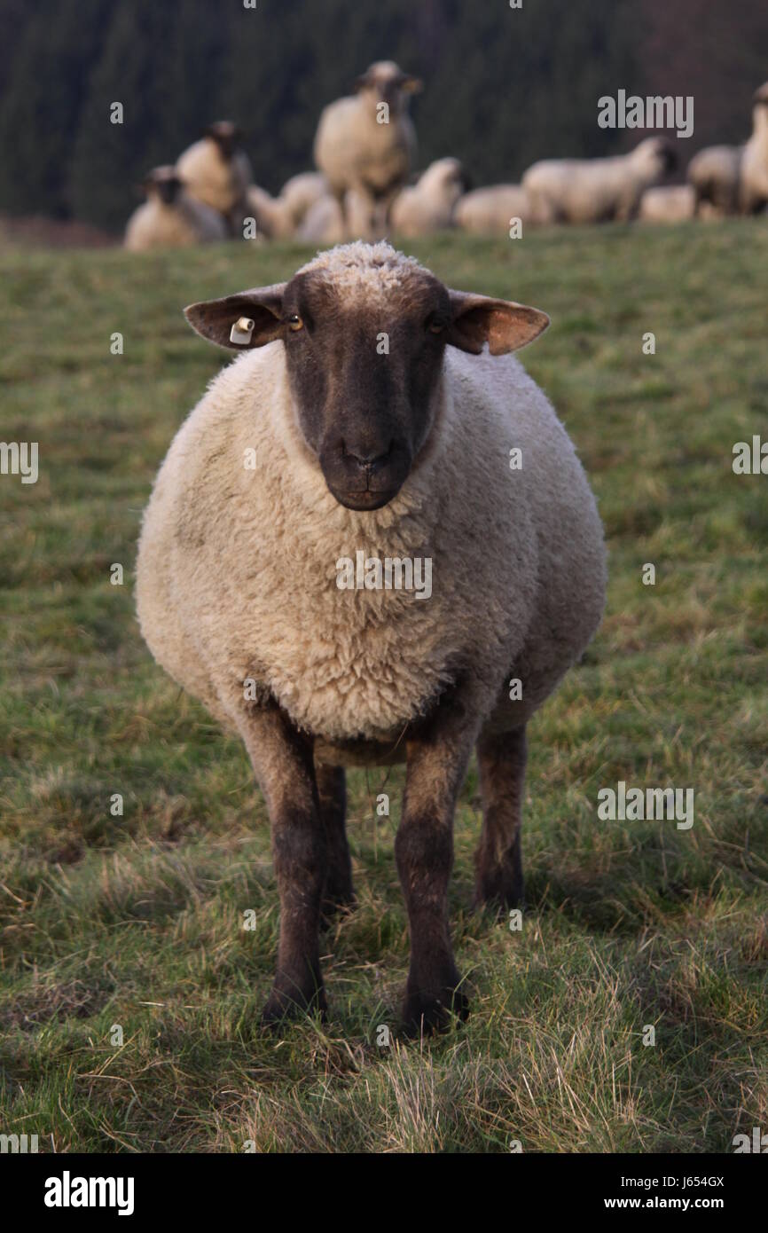 mammal sheep mammals sheep-run mammal sheep sheep farming wool mammals ...