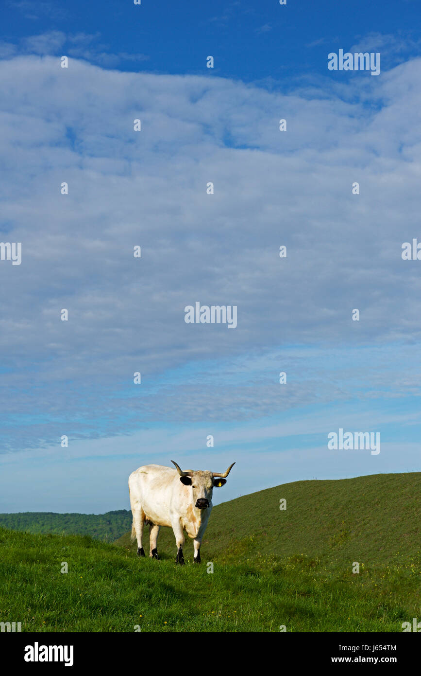 Prehistoric cow hi-res stock photography and images - Alamy