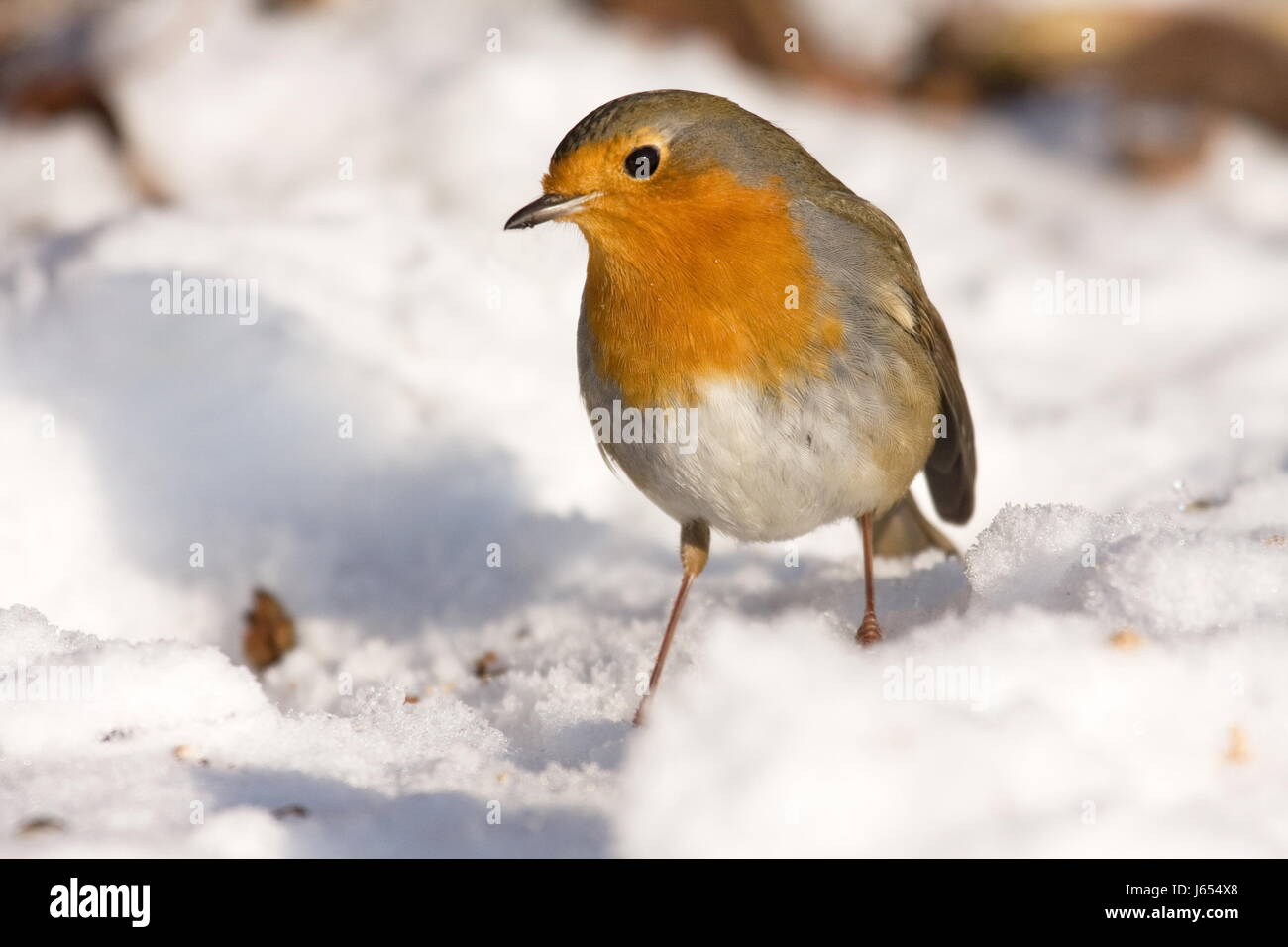 Robin peeking hi-res stock photography and images - Alamy