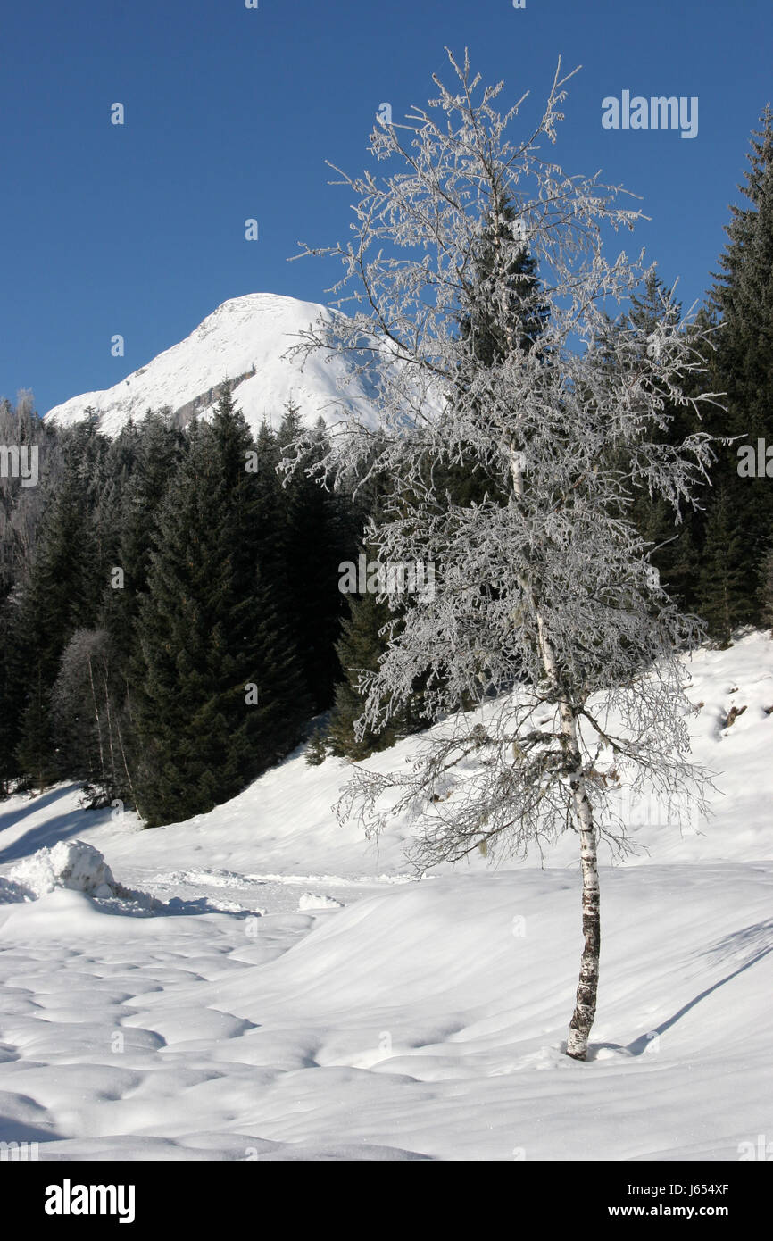winter tree alps radio silence quietness silence winter landscape ...