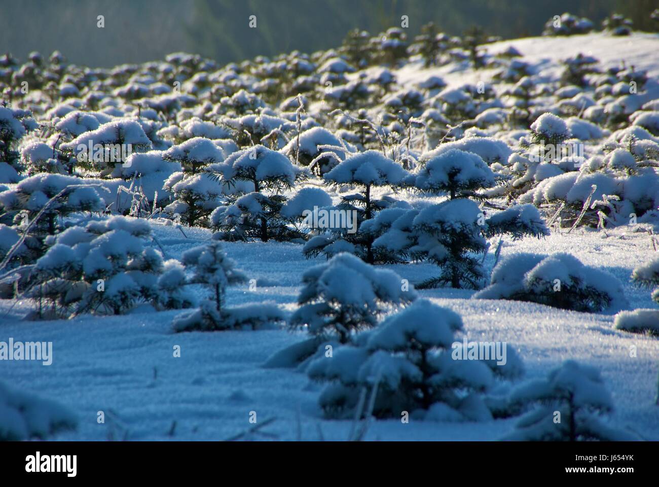 tree trees winter cold fir trees tree nursery snow cold small tiny ...