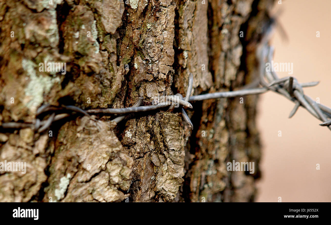 tree pain bark coalesce barbed wire tree brown brownish brunette trunk ...