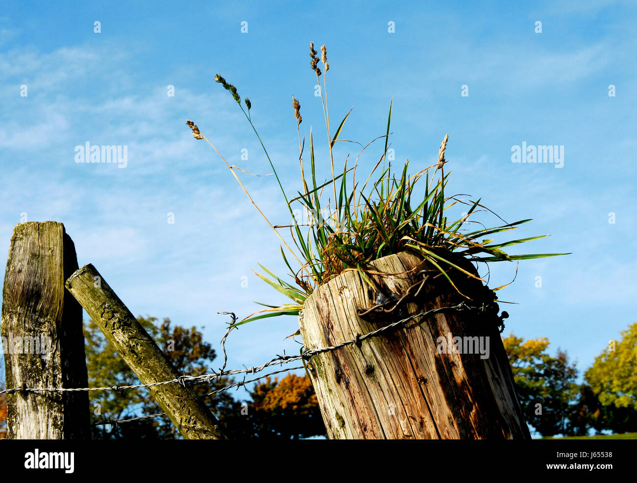 fence plant post rotten fence plant barbed wire barbed-wire fence grow ...