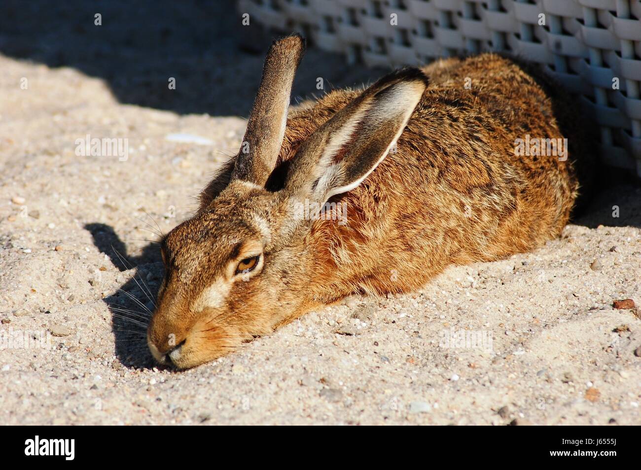 Bunny sunbathing hi-res stock photography and images - Alamy