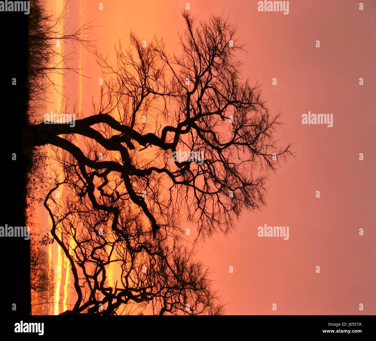 sunset silhouette tree Stock Photo - Alamy
