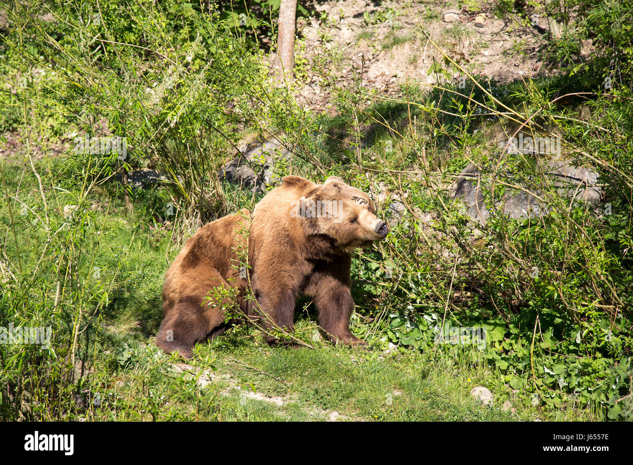 Swiss bear hi-res stock photography and images - Alamy
