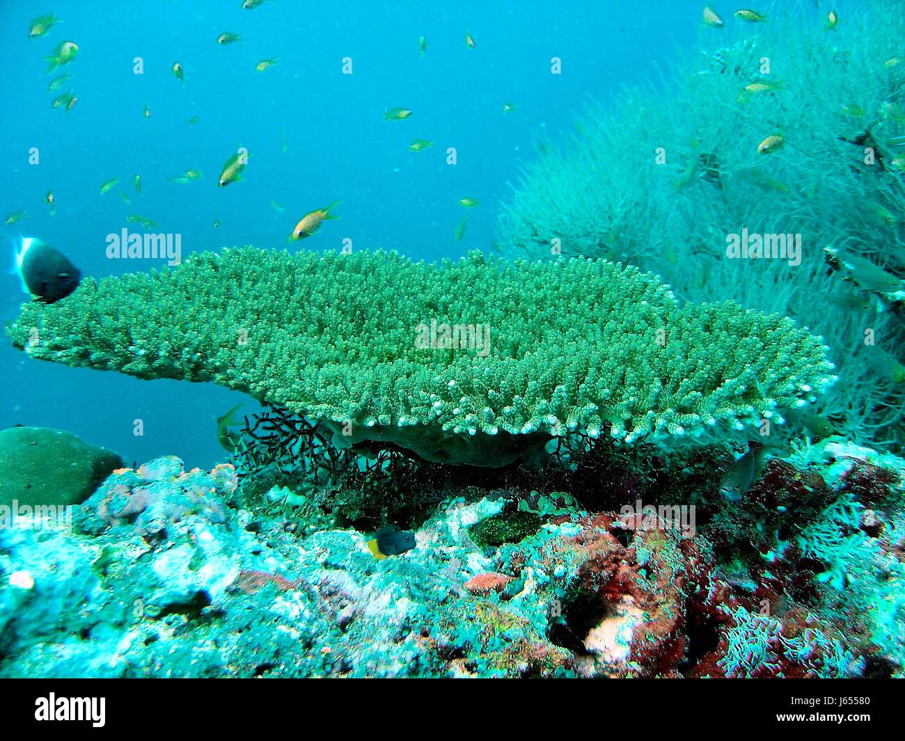 maldives polyps coral maldives dive pisces polyps salt water sea ocean ...