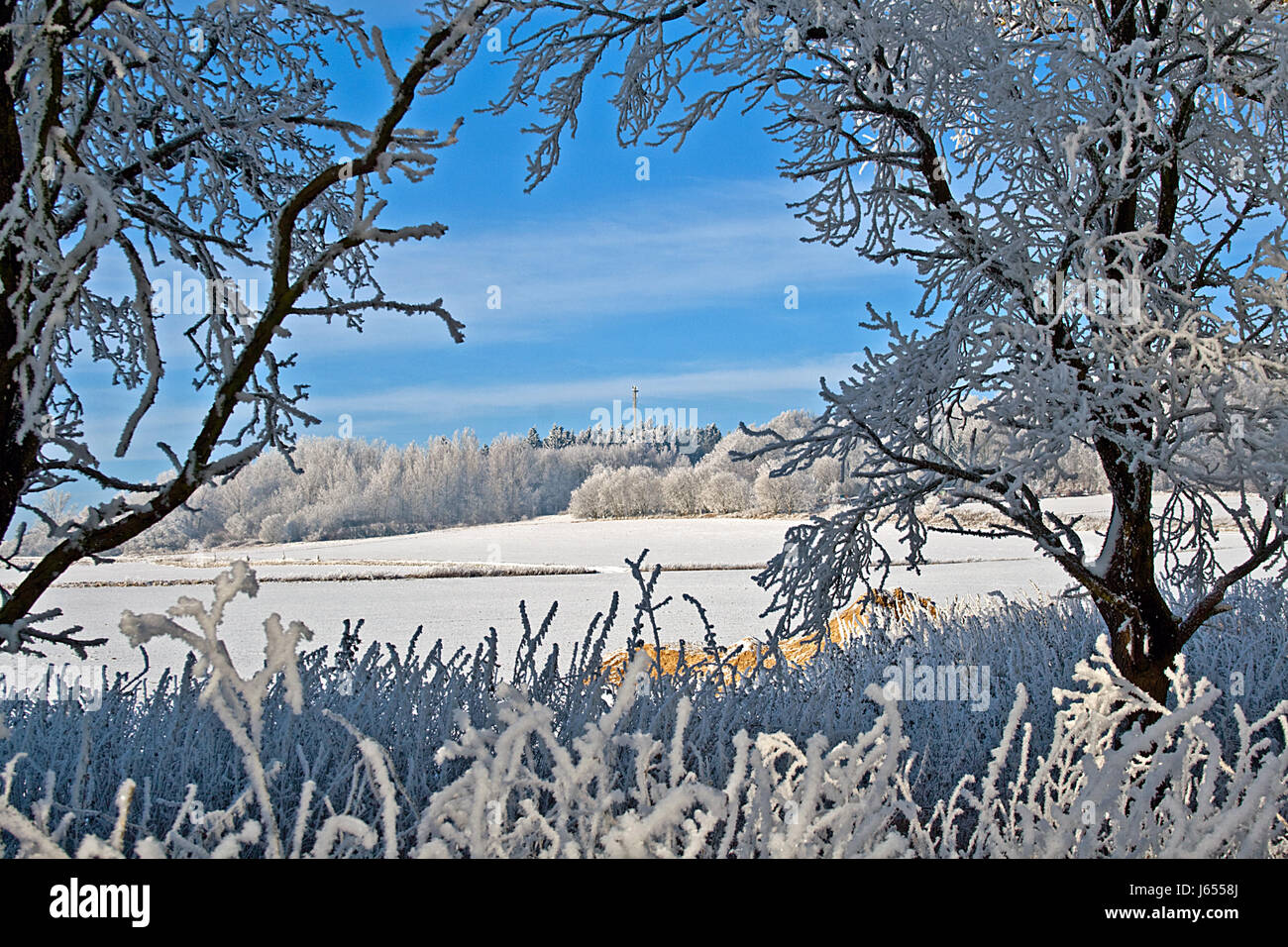 tree winter frost snow scenery countryside nature shine shines bright ...