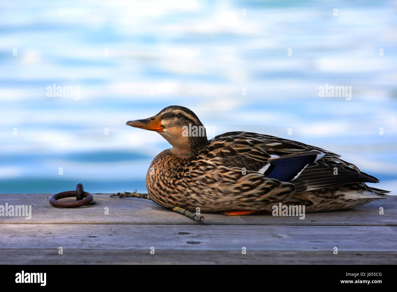 female mallard laugh laughs laughing twit giggle smile smiling laughter ...