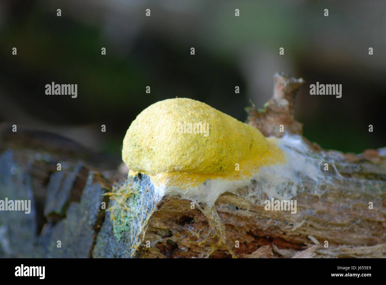 tree trees plant mushroom fungus netting sulphur brimstone yellow toxic ...