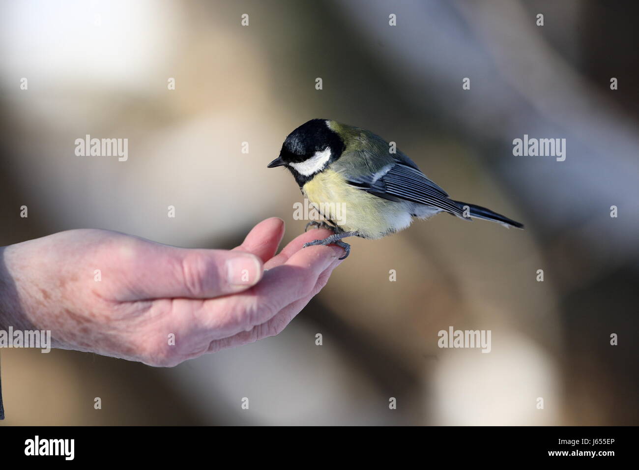 hand fodder winter bird cold animals birds assistance help support aid ...