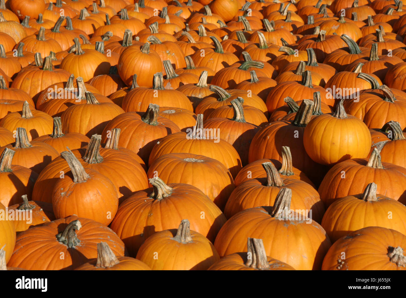 fruit duck vegetable cucurbits pumpkin reap cucurbit fall autumn food ...