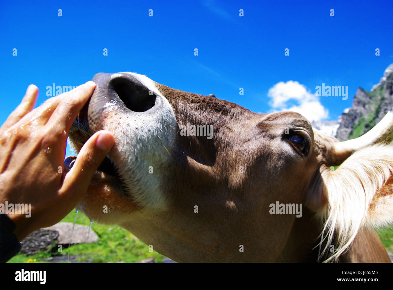 hand tongue portrait human human being nose cow lick hand mountains ...