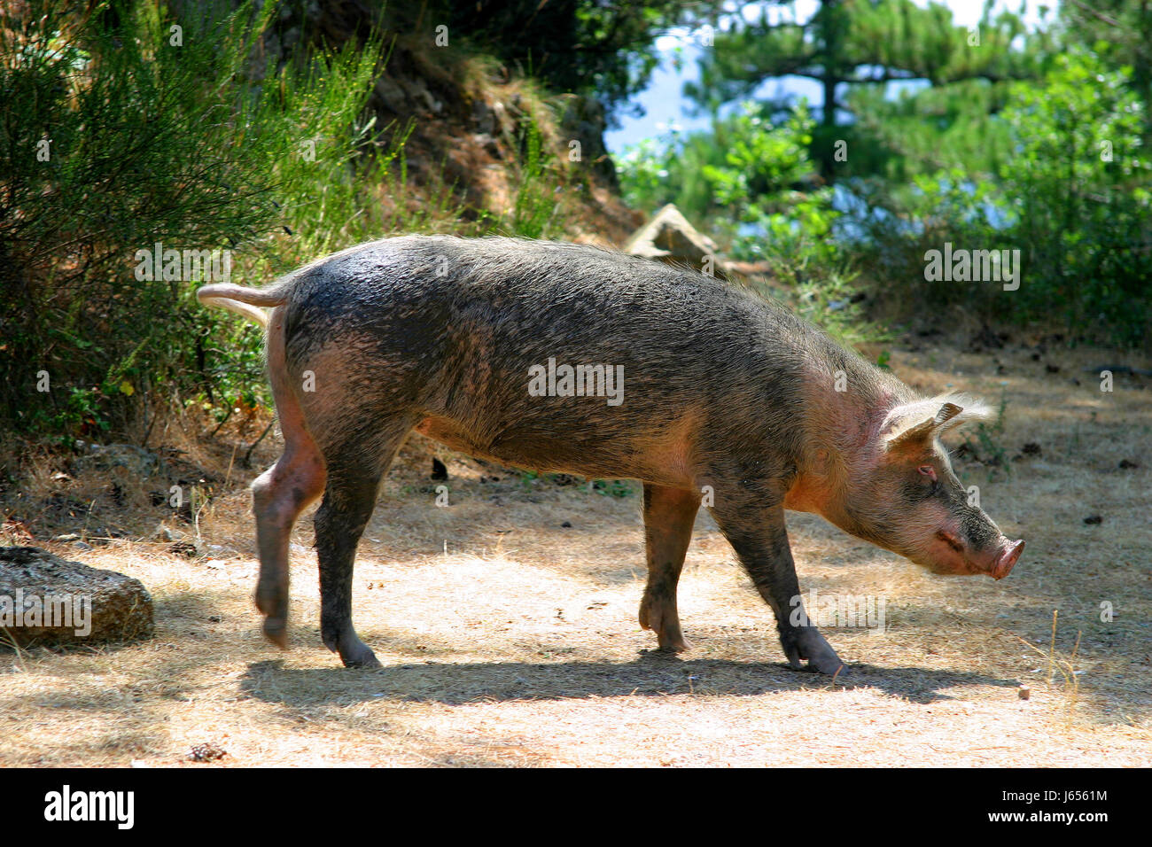 wild boar pig free corsica ham domestic pig nature eco agriculture ...