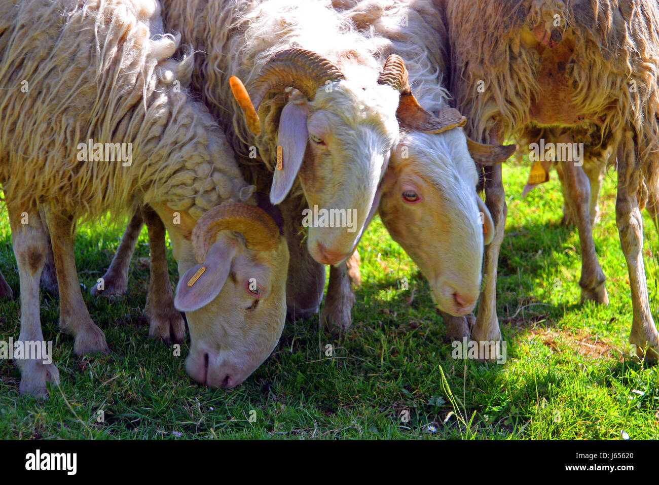 horn rock sheep wool cornets browse flock of sheep graze alp horn rock ...