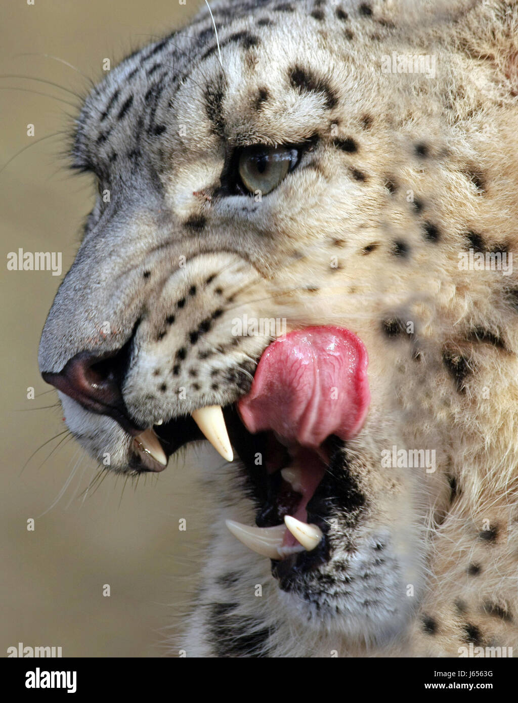 animal teeth tongue big cat feline predator predator to gorge engulf ...