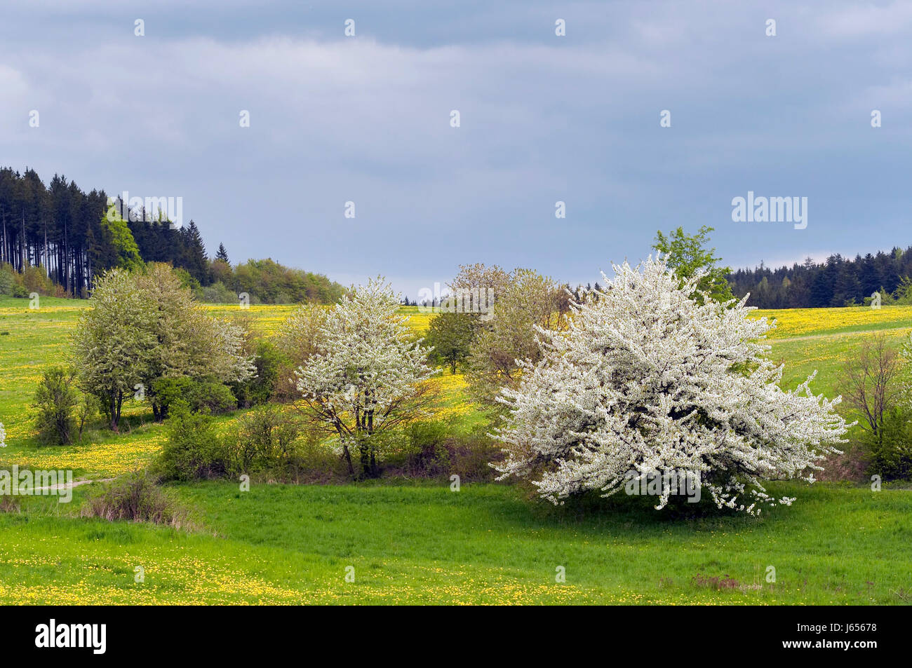bloom blossom flourish flourishing spring landscape scenery countryside ...