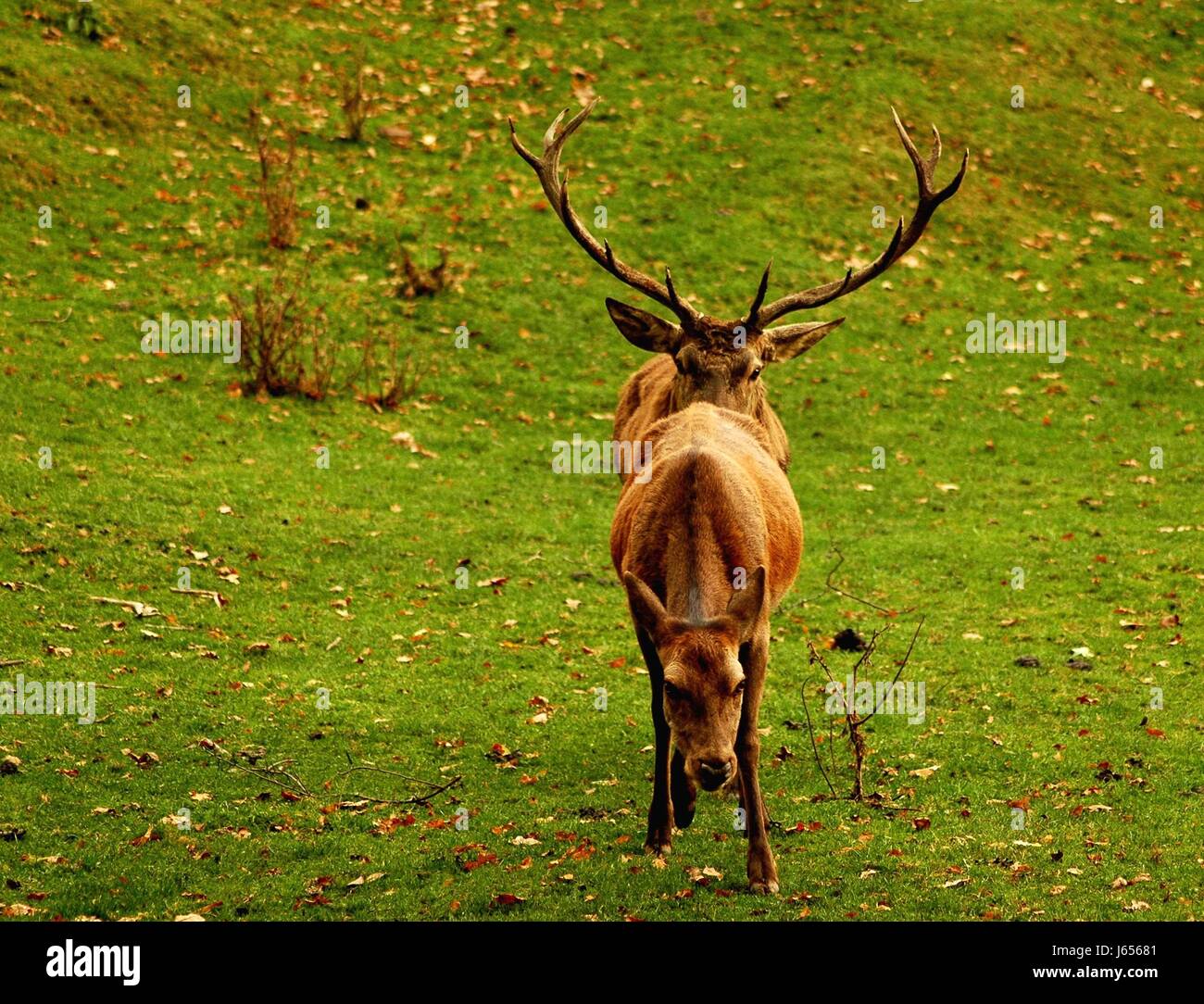 horns meadow roe hart stag wild consecutively horns deer meadow roe ...