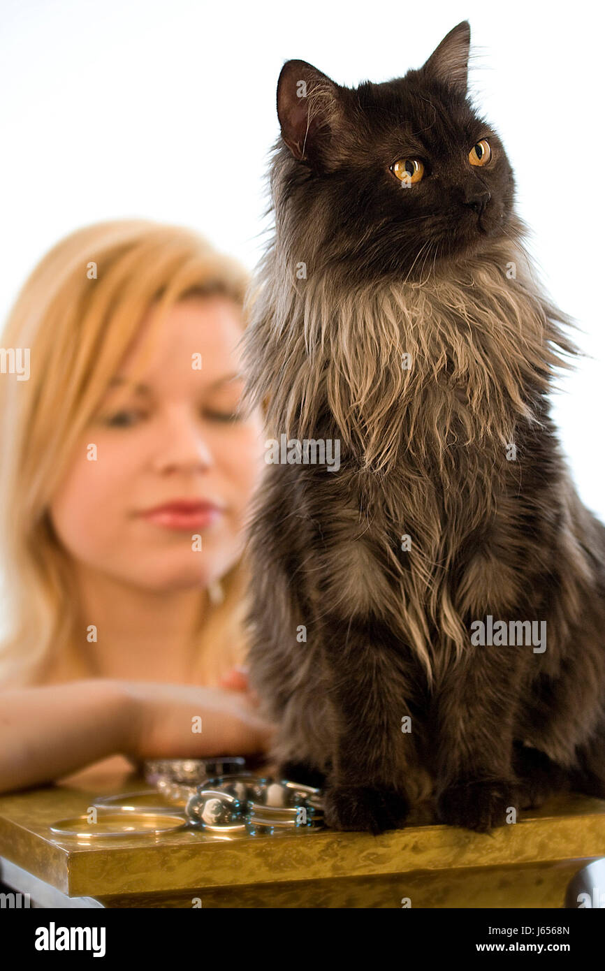 woman smooch persian pussycat cat domestic cat blond cuddling persians ...