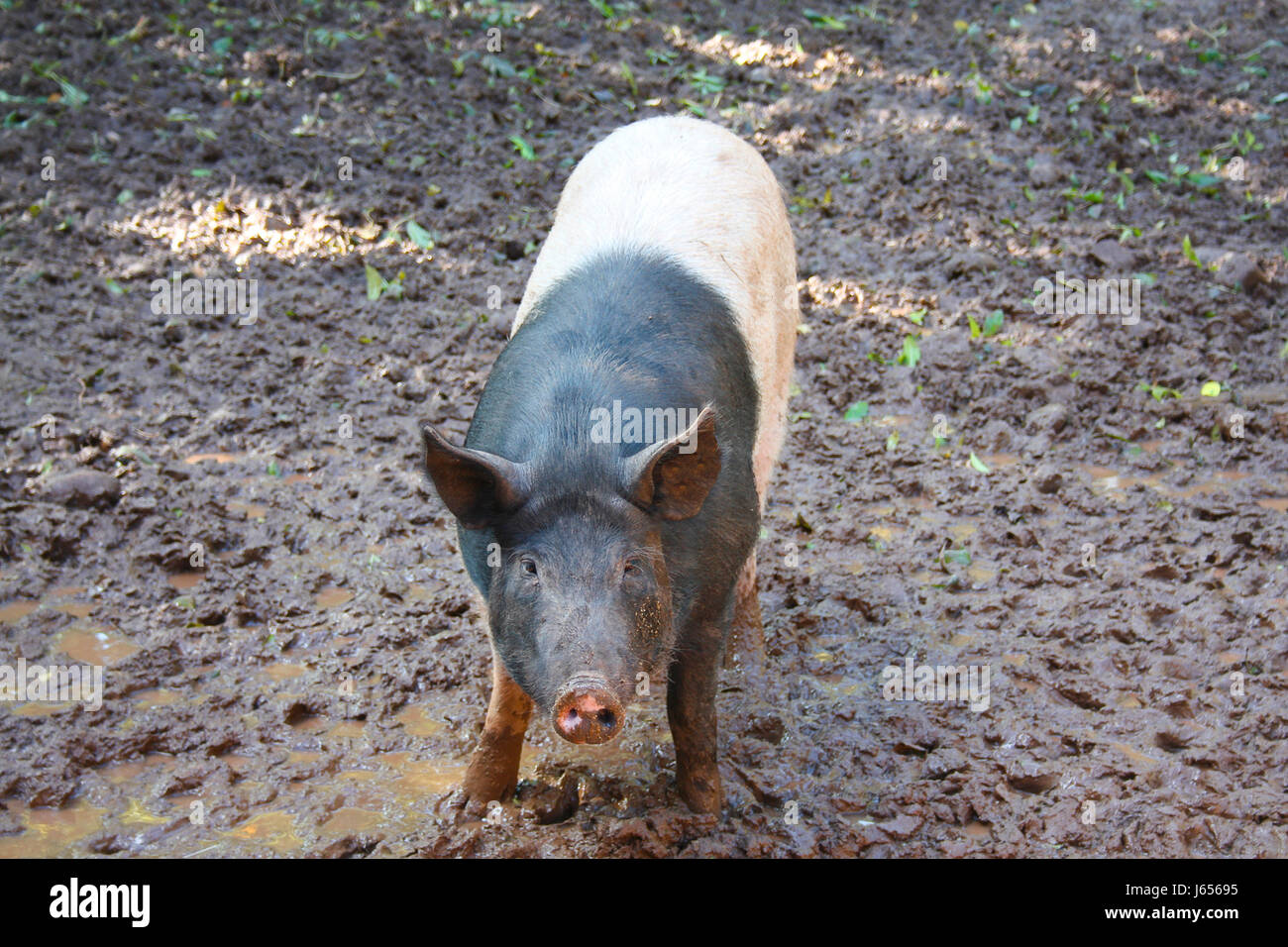 pig in his element Stock Photo - Alamy