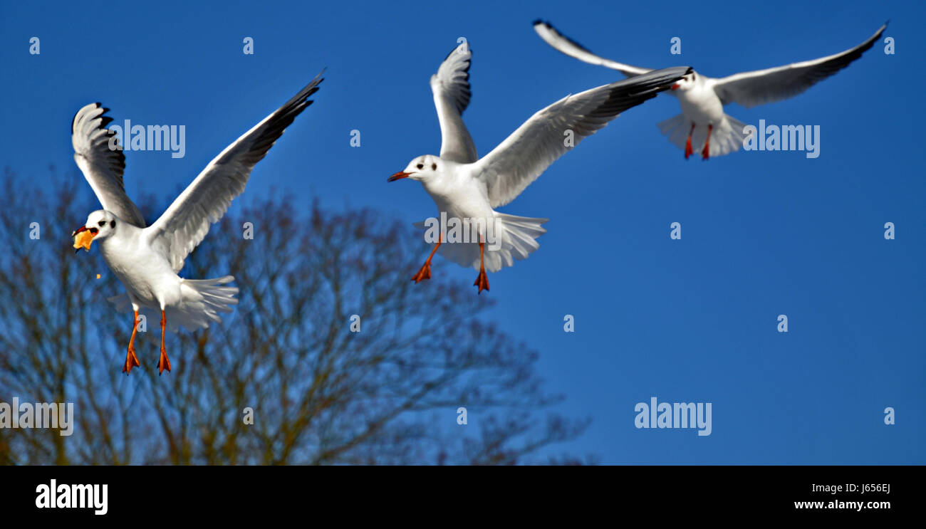 flight three feed jealousy about food fly flies flys flying fodder ...
