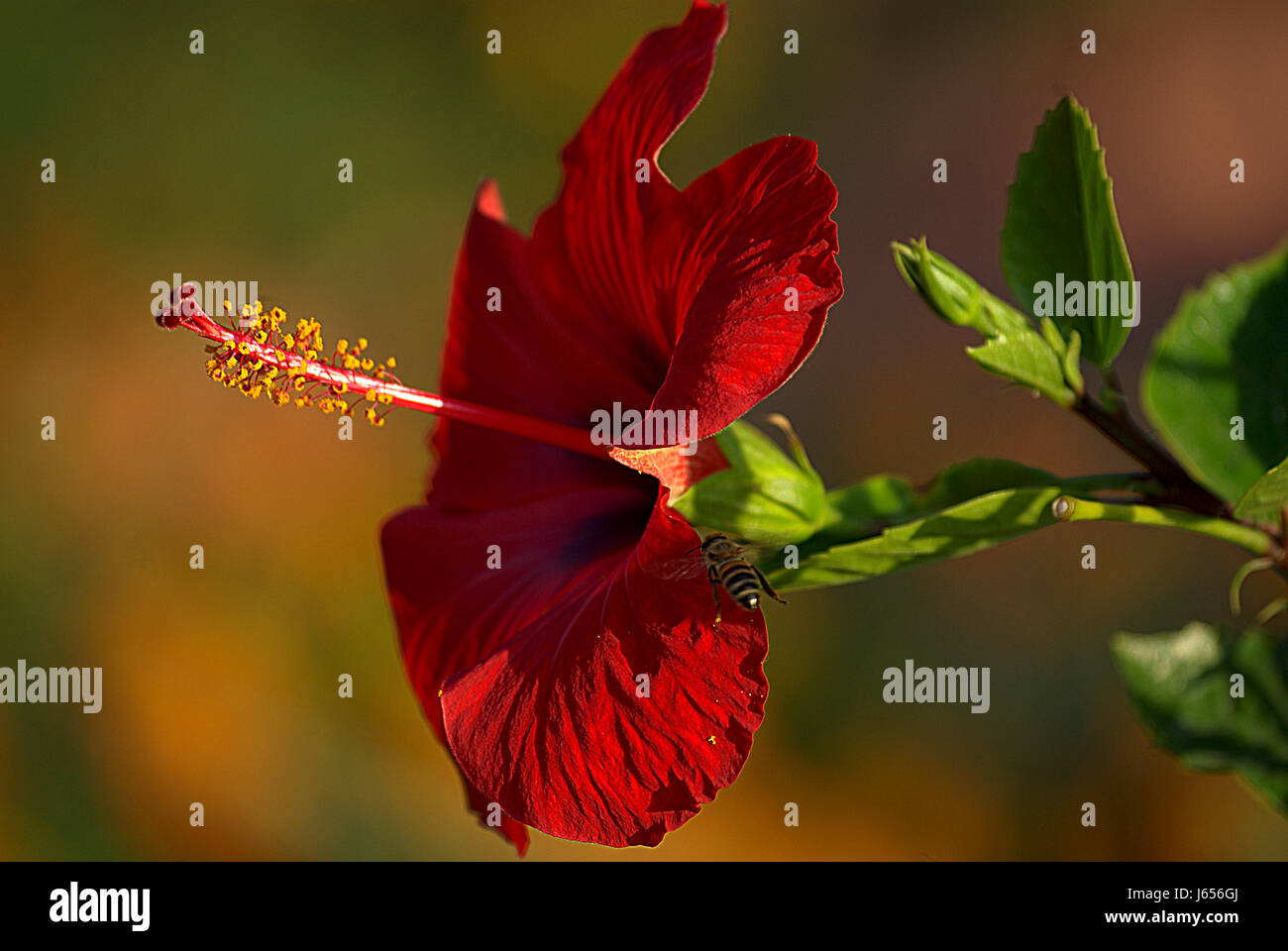 the red hibiscus Stock Photo - Alamy