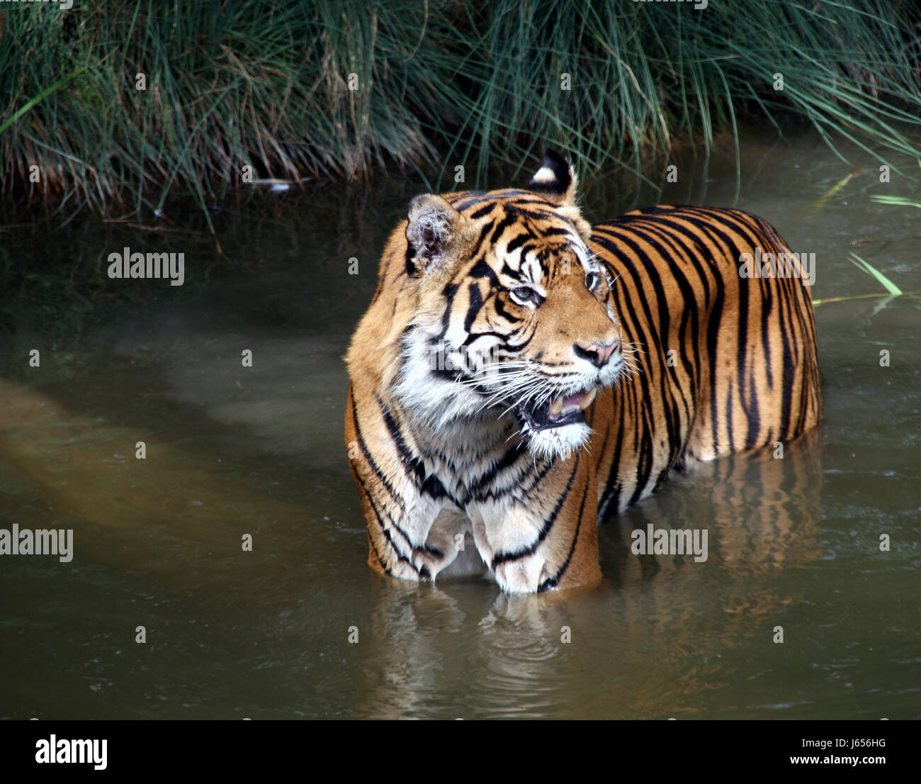 cat,big cat,feline predator,tiger,water,animal,teeth,predator,periled ...