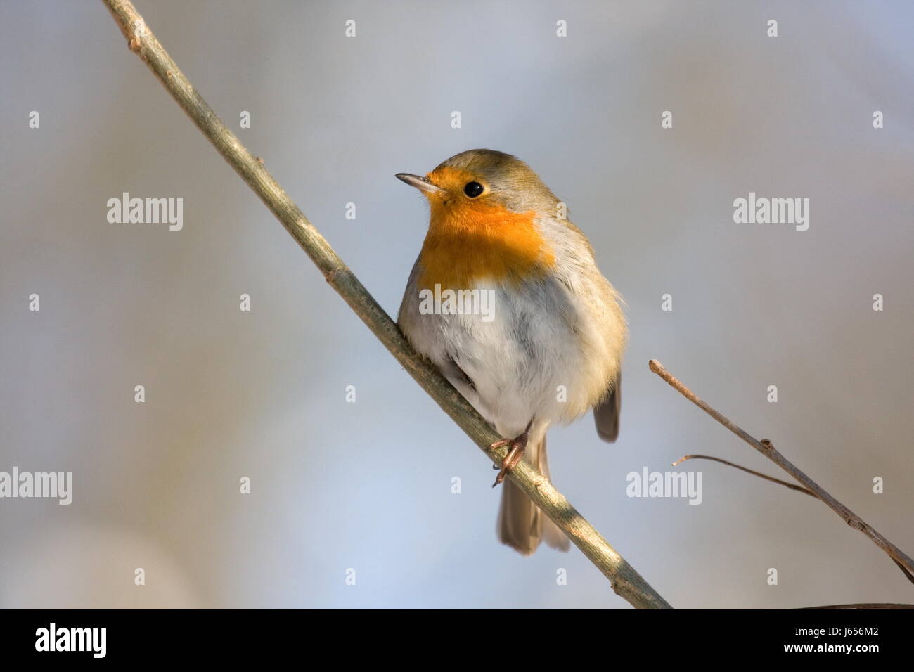 robin blue bird eye organ birds look glancing see view looking peeking ...