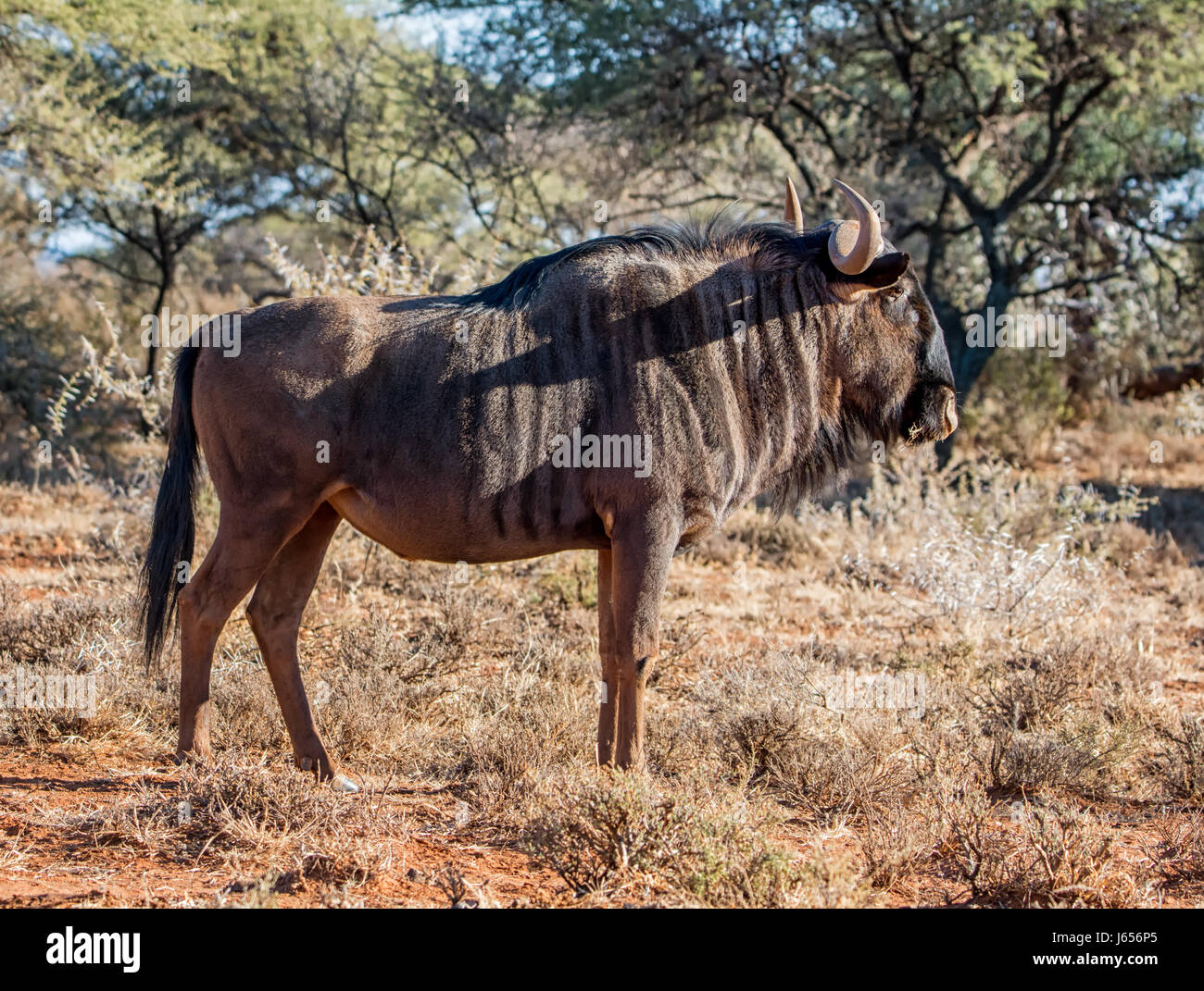 Blue Wildebeest in Southern African savanna Stock Photo - Alamy