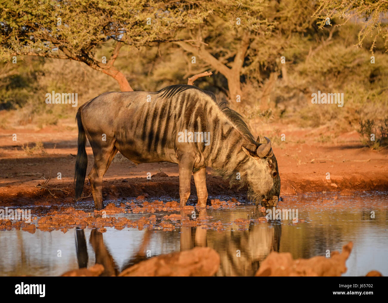 Blue Wildebeest in Southern African savanna Stock Photo - Alamy