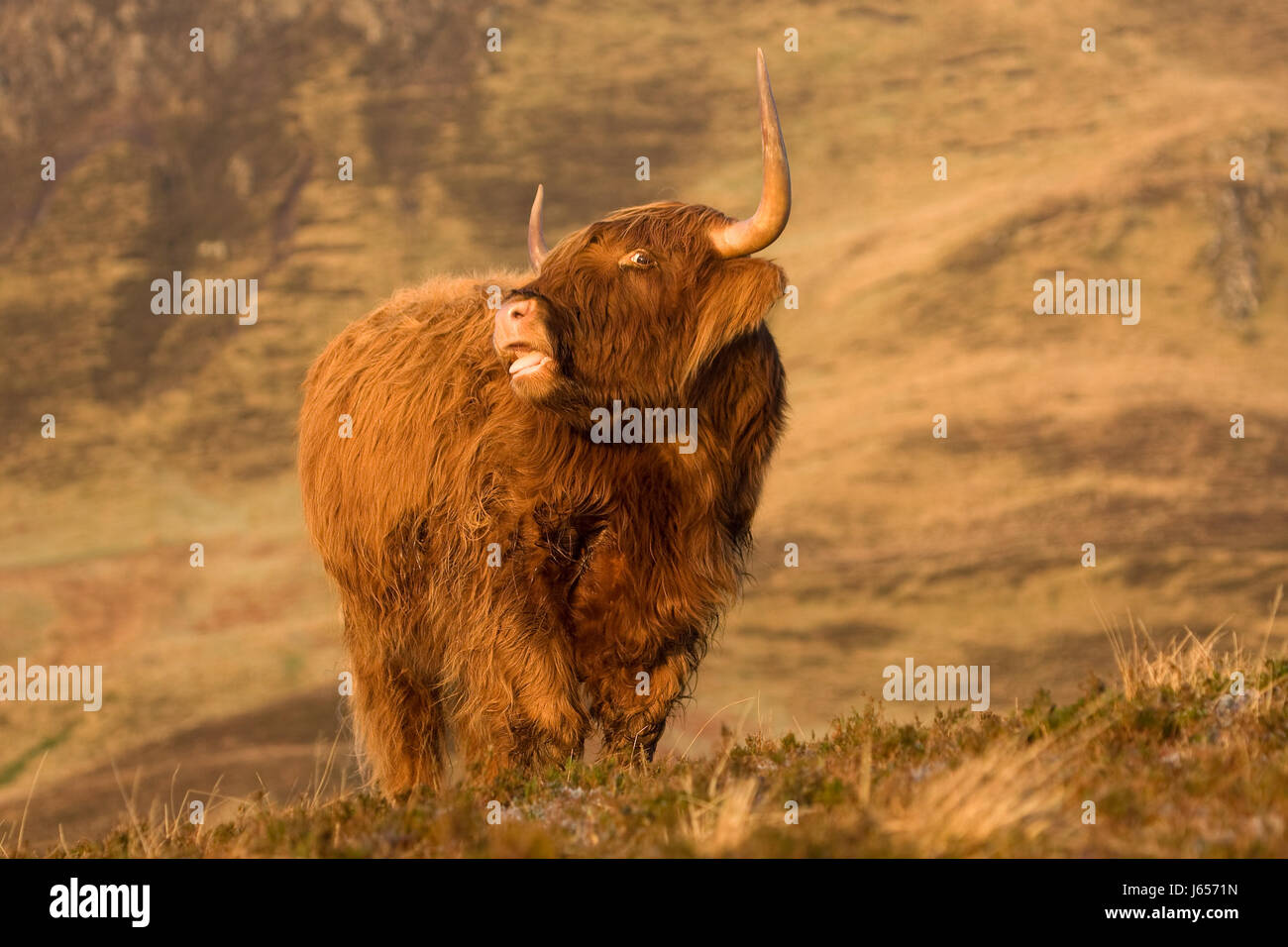 Cow chief hi-res stock photography and images - Alamy