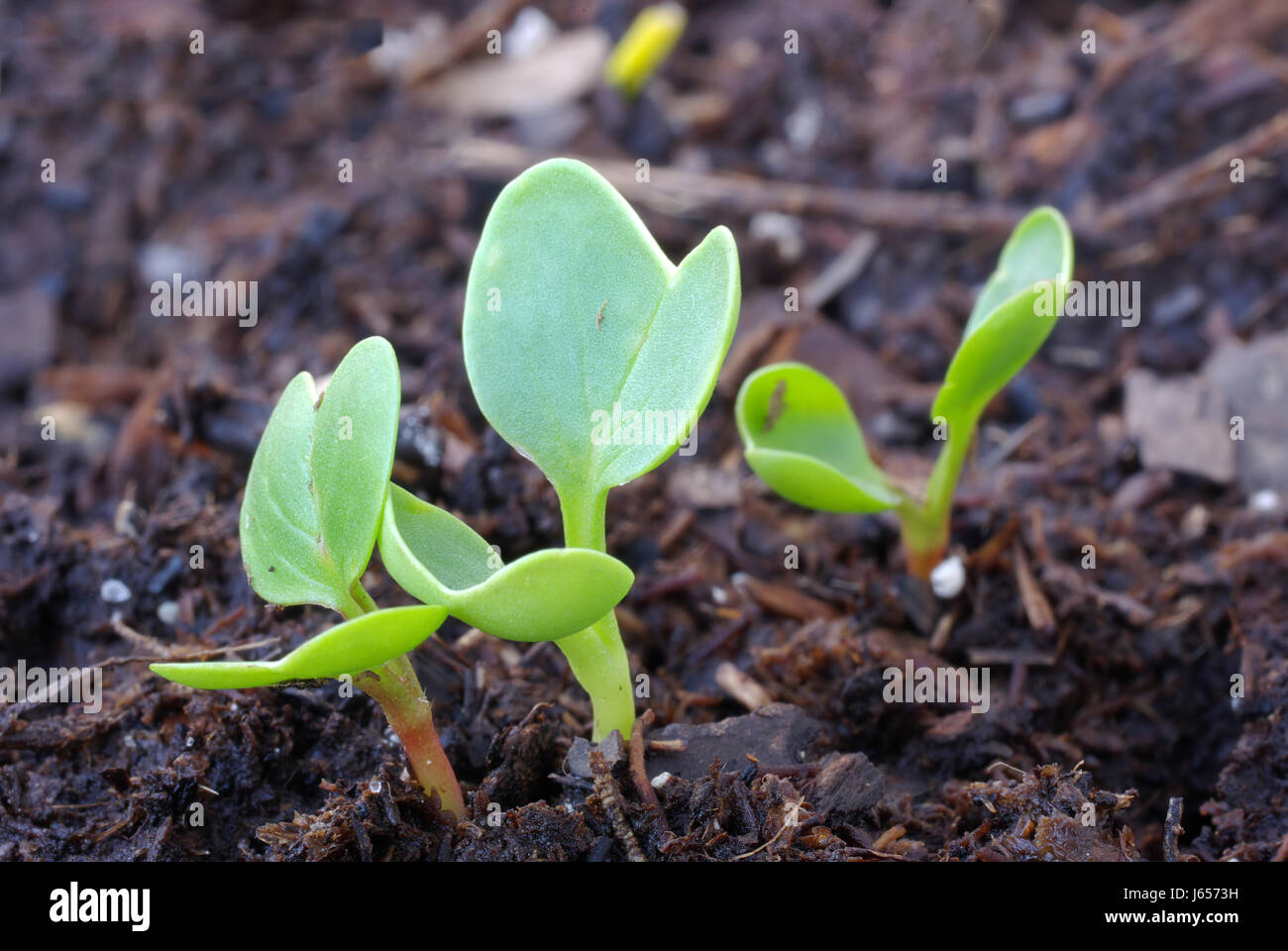 bloom blossom flourish flourishing spring dirt bud ecology sprout lawn ...