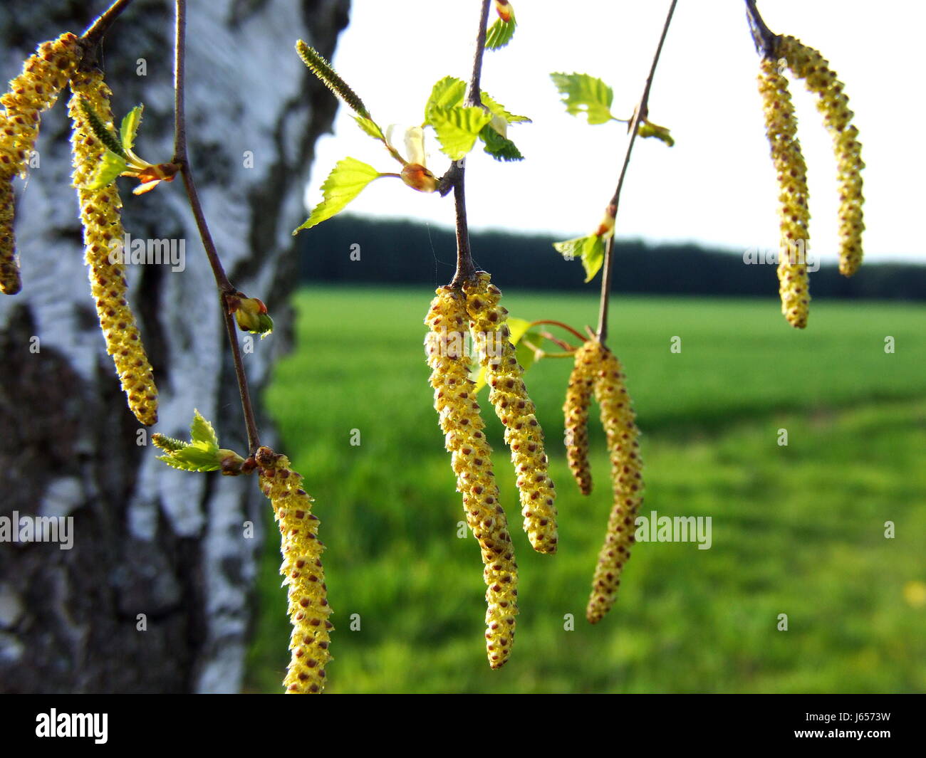 spring pollen hayfever tree trees birches spring pollen seasons birch ...