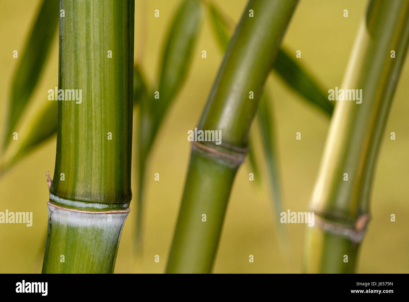 leaf garden green asia bamboo gardens plant leaf green asia bamboo ...