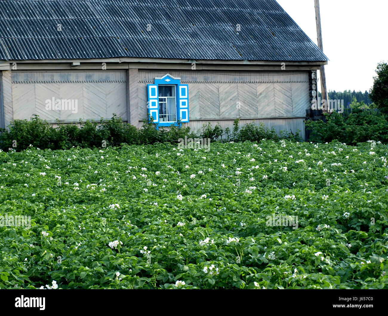 farmhouse with potato field Stock Photo - Alamy