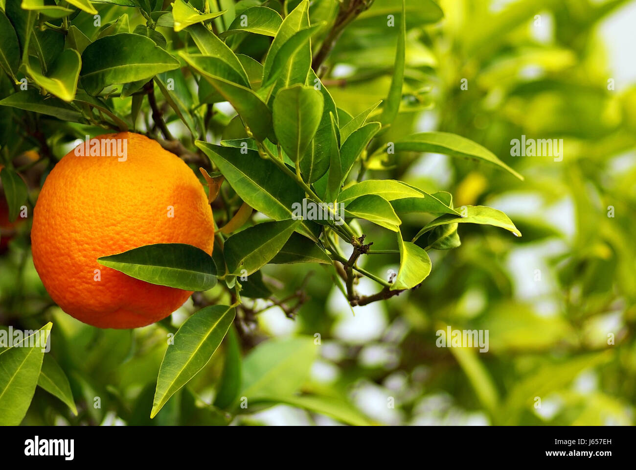 orange agriculture farming orange-tree citrus orange food aliment leaf ...