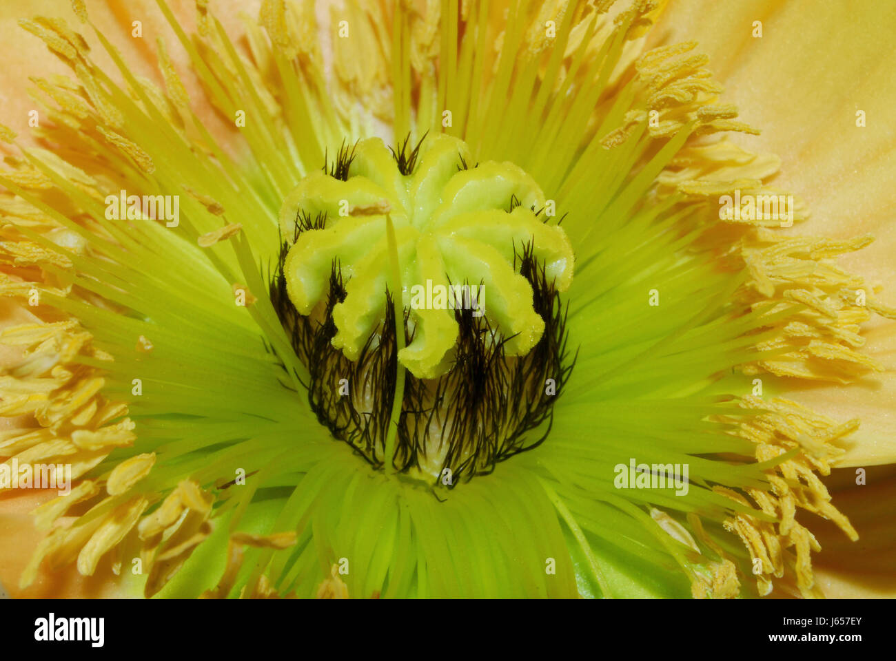 poppy cut flowers pollen stamen oriental yellow macro close-up macro ...