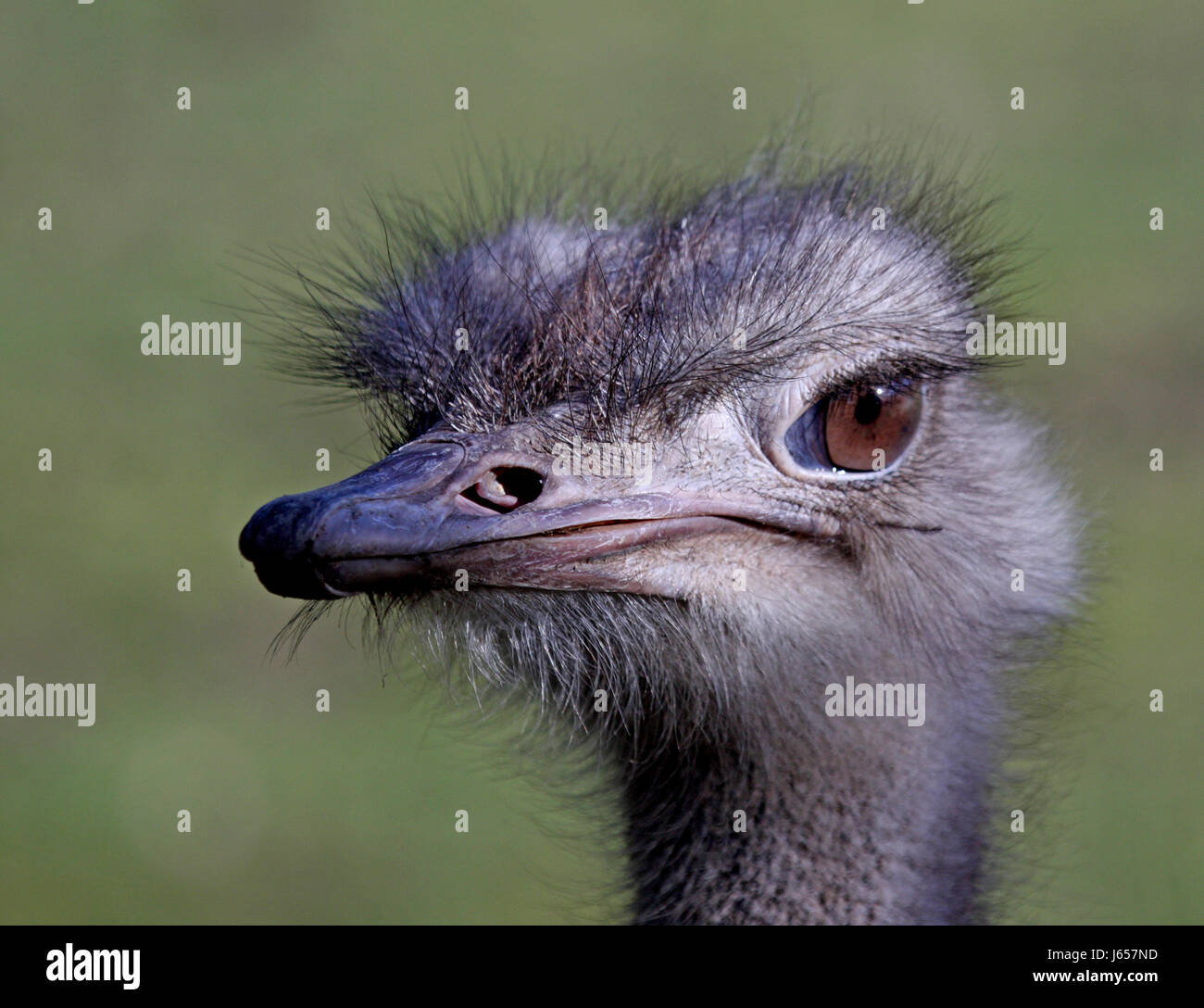 bird portrait birds australia beak flightless beaks cursorial birds emu ...