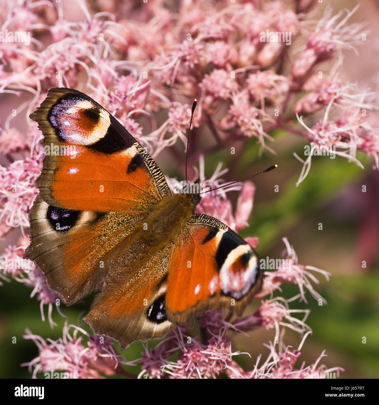 animal insect insects butterfly animals butterflies close beautiful ...