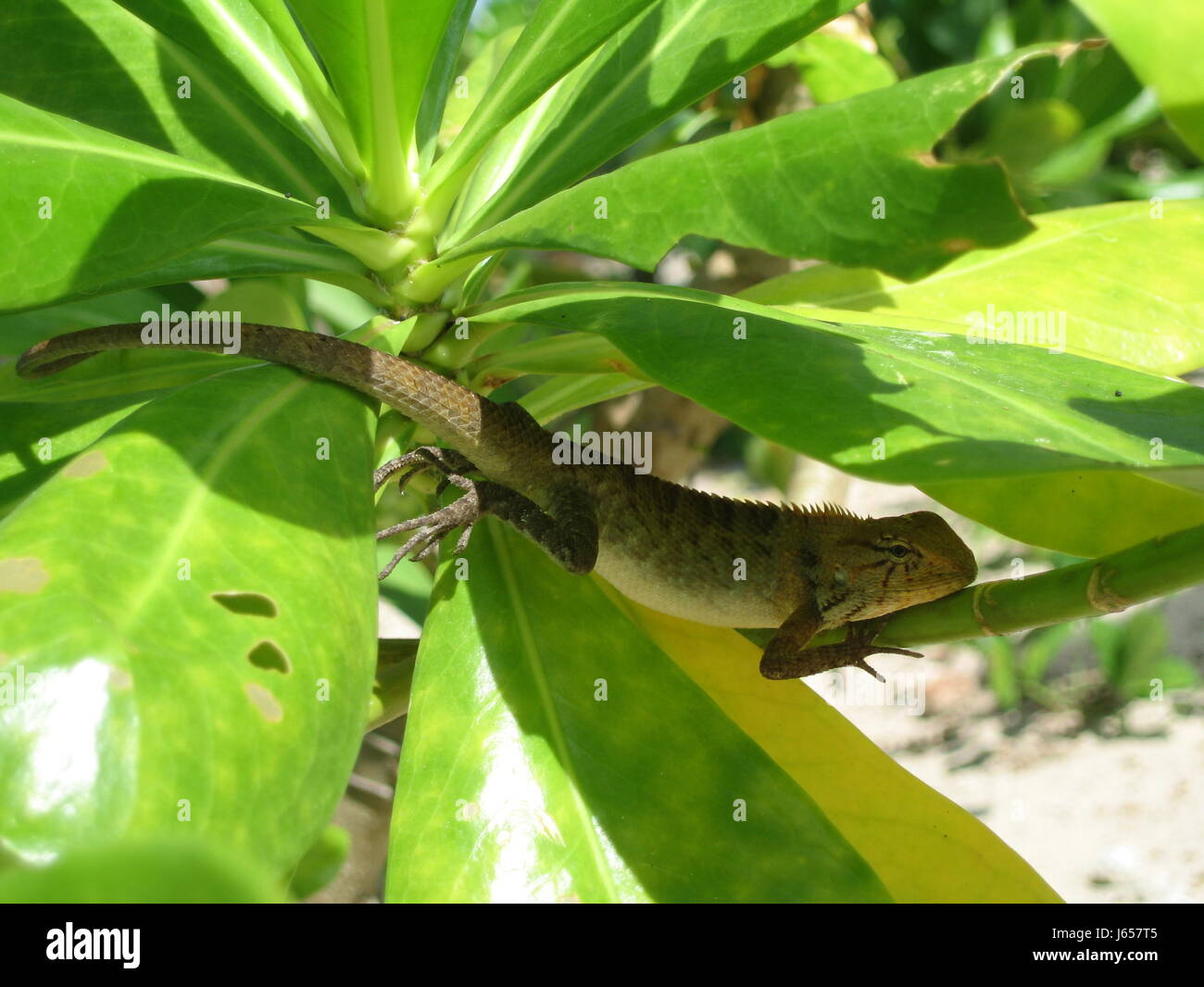 reptile saurian conservation of nature animal protection reptiles ...