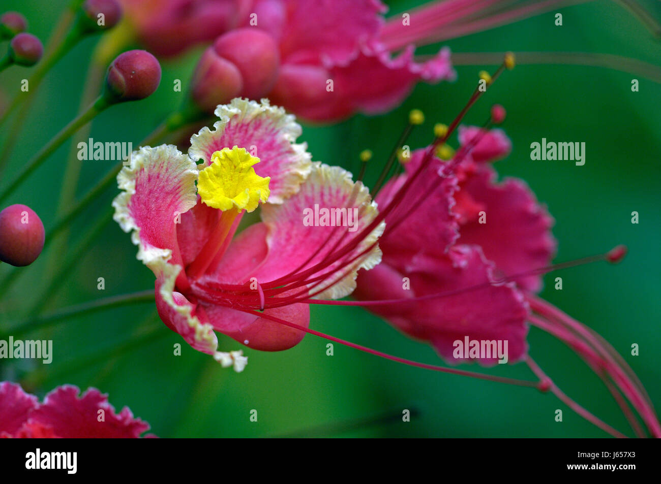 environment enviroment bloom blossom flourish flourishing australia ...