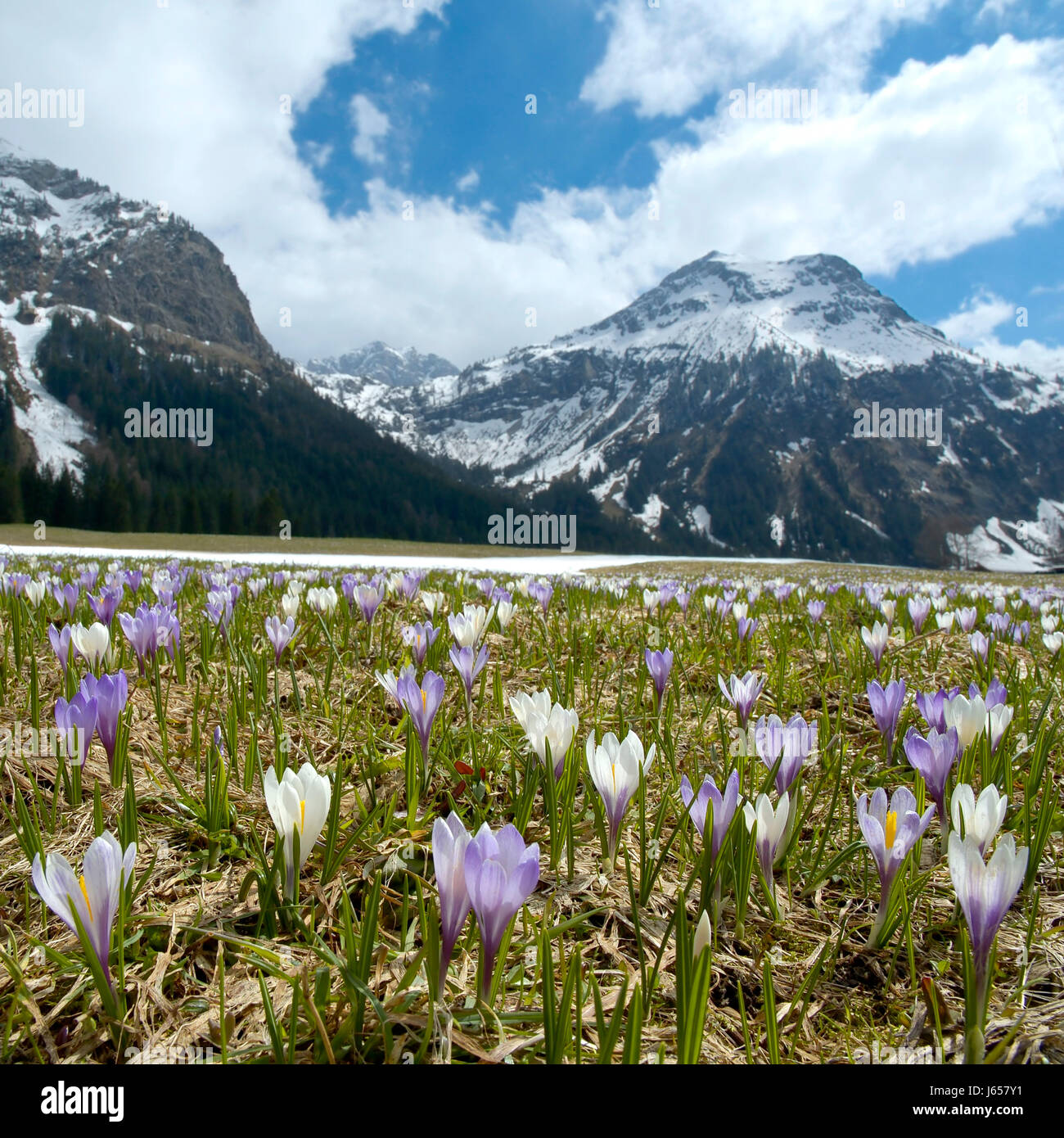 field snow coke cocaine material drug anaesthetic addictive drug flower ...